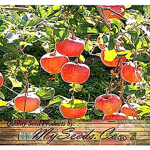 Big Pack - (500) Red Delicious Apple - Malus pumila Tree Seeds - Very Cold Hardy in Zones 3-8 by MySeeds.Co (Big Pack - Paradise Apple)