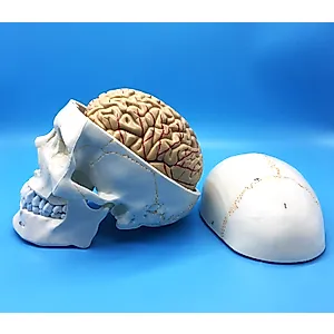 Learning Resources Human Skull and Brain Anatomical Model, Anatomically Accurate Human Skull and Brain Life Size Anatomy Model for Science Classroom Study Display Teaching Model