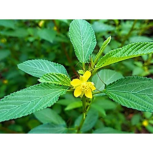 2000+ Seeds Egyptian Spinach, Jute Plant, Corchorus Olitorius Molokhia, Ewedu, Jute, Saluyot Seeds, Rau Đay Xanh, green