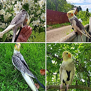 ASOCEA Bird Parrot Harness Leash Adjustable Anti-Bite Flying Training Rope Pet Outdoor Traction Lead for Budgerigar Lovebird Cockatiel Mynah Small Birds - Black