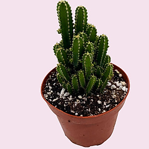 BubbleBlooms Fairy Castle Cactus, Acanthocereus Tetragonus, Night-Blooming Cereus, Triangle Cactus, 4 inch Pot