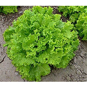 2000 Grand Rapids Lettuce Seeds for Planting 4+ Grams of Seeds Non GMO Heirloom Garden Vegetable Survival Baby Greens Bulk