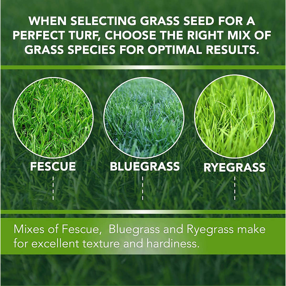 Athletic Field Grass Seed Lawn Seed (50 lb)