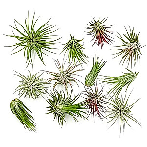 ragnaroc Air Plants - Tillandsia Ionantha Pack, Regular 1-3" - 12ct - Live Arrival Guaranteed - House Plants for Home Decor & Gift