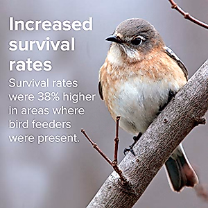 Blue Seal Woodpecker Mix Wild Bird Seed | Premium Blend of Nuts, Sunflower Seeds, and Fruit | 8 Pound Bag