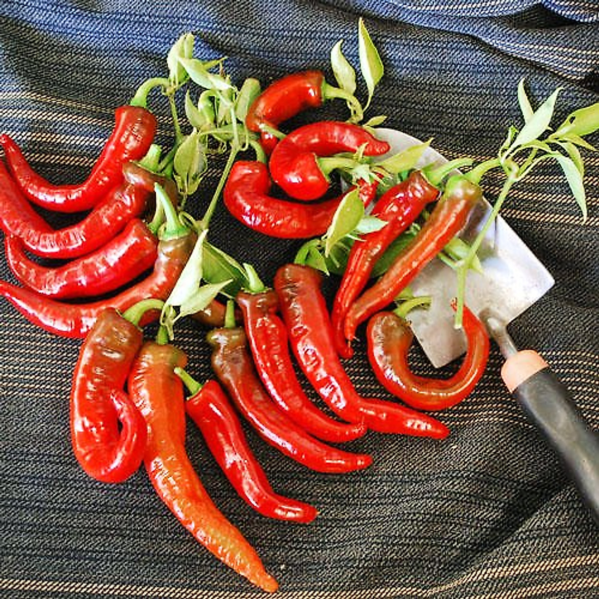 30+ Italian Jimmy Nardello's Sweet 12" Long Pepper Seeds, Heirloom Non-GMO, Prolific, Juicy, Delicious! from USA