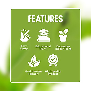 Nature Gift Store Live Adult Venus Flytrap Plant in Cube Vase: Venus Fly Trap Kit