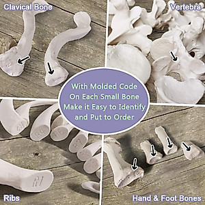 Evotech Disarticulated Human Skeleton Model For Anatomy 67 inch High, Full Size Skeleton Models with Skull, Spine, Bones, Articulated Hand & Foot, for Anatomy Medical Learning