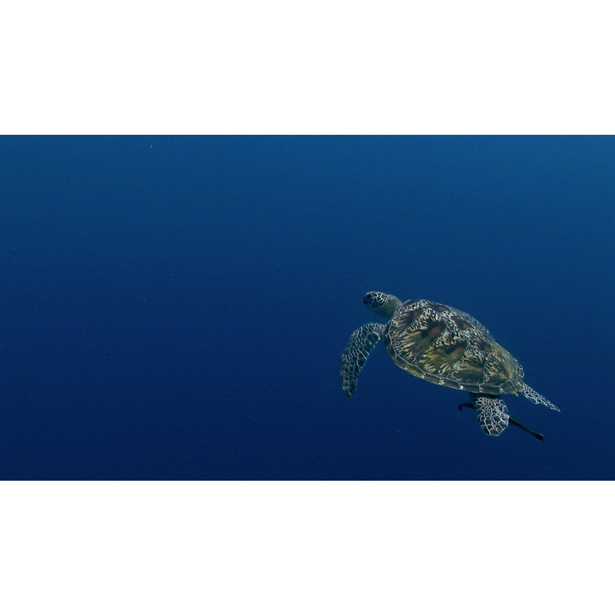 Underwater DVD- The Living Ocean - Relaxing Scenes of the Underwater World