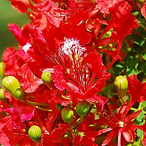 QAUZUY GARDEN 20 Seeds Delonix Regia B6 Royal Poinciana Flamboyant Flame Tree Gulmohar Showy Evergreen Tree Drought Tolerant Fast-Growing Low-Maintenance