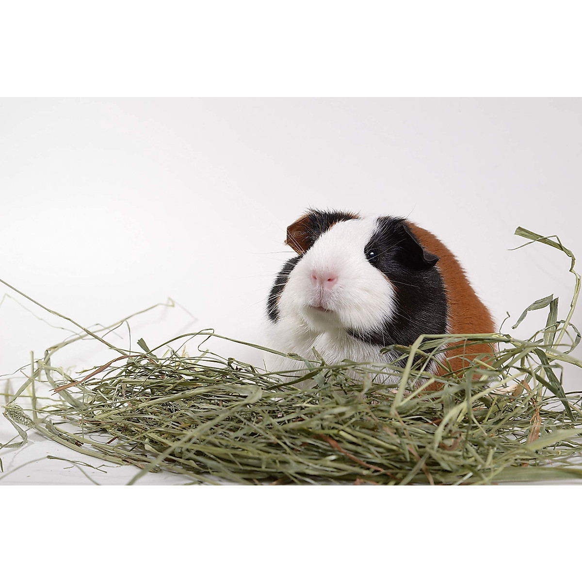 High Desert 2nd Cutting Timothy Grass Hay for Guinea Pigs, Rabbits, and More Small Animal Pets