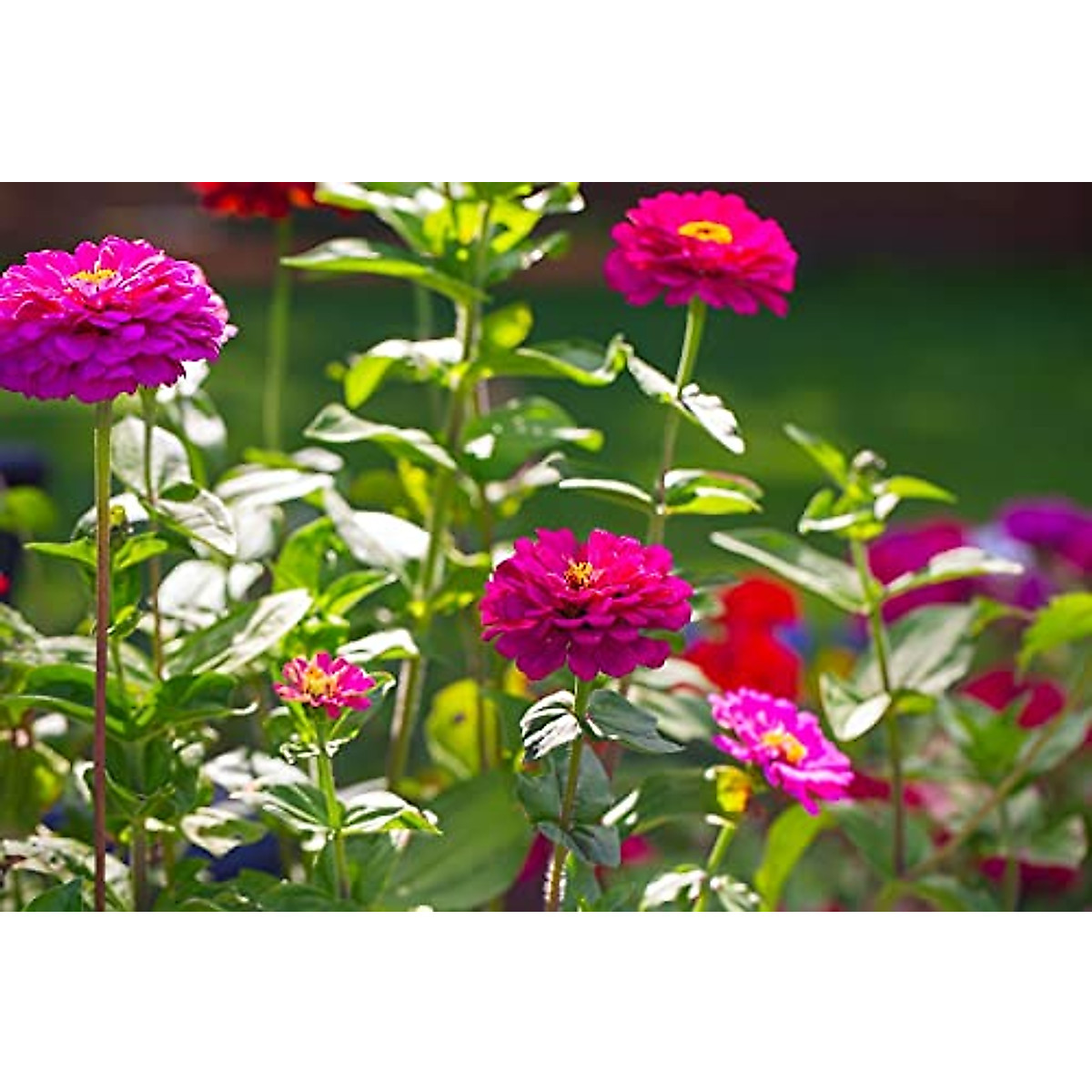 Zinnia "Merlot Mix" Flower Seeds for Planting, 200+ Flower Seeds Per Packet, Meteor, Purple Prince and Scarlet Flame Zinnias, Non GMO & Heirloom Seeds, Botanical Name: Zinnia elegans