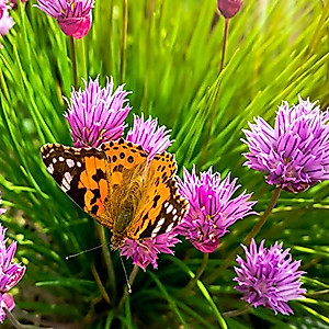 Outsidepride Allium Chives Culinary Herb Garden Plants for Cooking, Pollination, & Dried Arrangements - 1 OZ