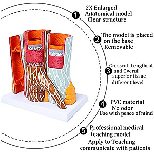 Removerable Teaching Model Human Blood Vessels Model 14 X Enlarged Anatomy Model Arteriovenous Cardiovascular Model Medical Teaching Anatomy
