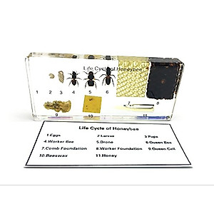 Lifecycle of a Honey Bee Science Classroom Specimens for Science Education