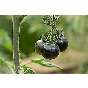 VAACNEE 30pcs European Black Cherry Tomatoes Seeds Sweet Tasty Heirloom Non-GMO Rare Juicy Plant