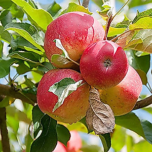 QAUZUY GARDEN 20 Premium Pink Lady Fuji Gala Apple Seeds, Tasty & High Yield, Non-GMO Heirloom Fruit Seeds to Plant Garden Outdoor, Attract Pollinators