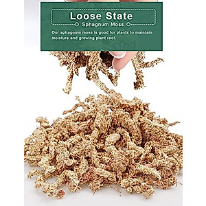 Orchid Sphagnum Moss, 2qt Succulent Dried Moss, Garden Bonsai Pot Mix, Moisture-Holding Plant Growing Medium for Flowers Plant Pot and Reptiles