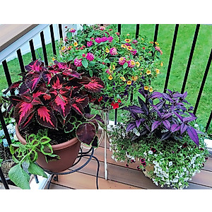 EarthPods Premium Flower Fertilizer - Easy Organic Flower Plant Food Spikes - 100 Capsules - Boost Blossoms (Great for Roses, Potted Annuals, Perennials, Flower Bulbs, Hanging Baskets)