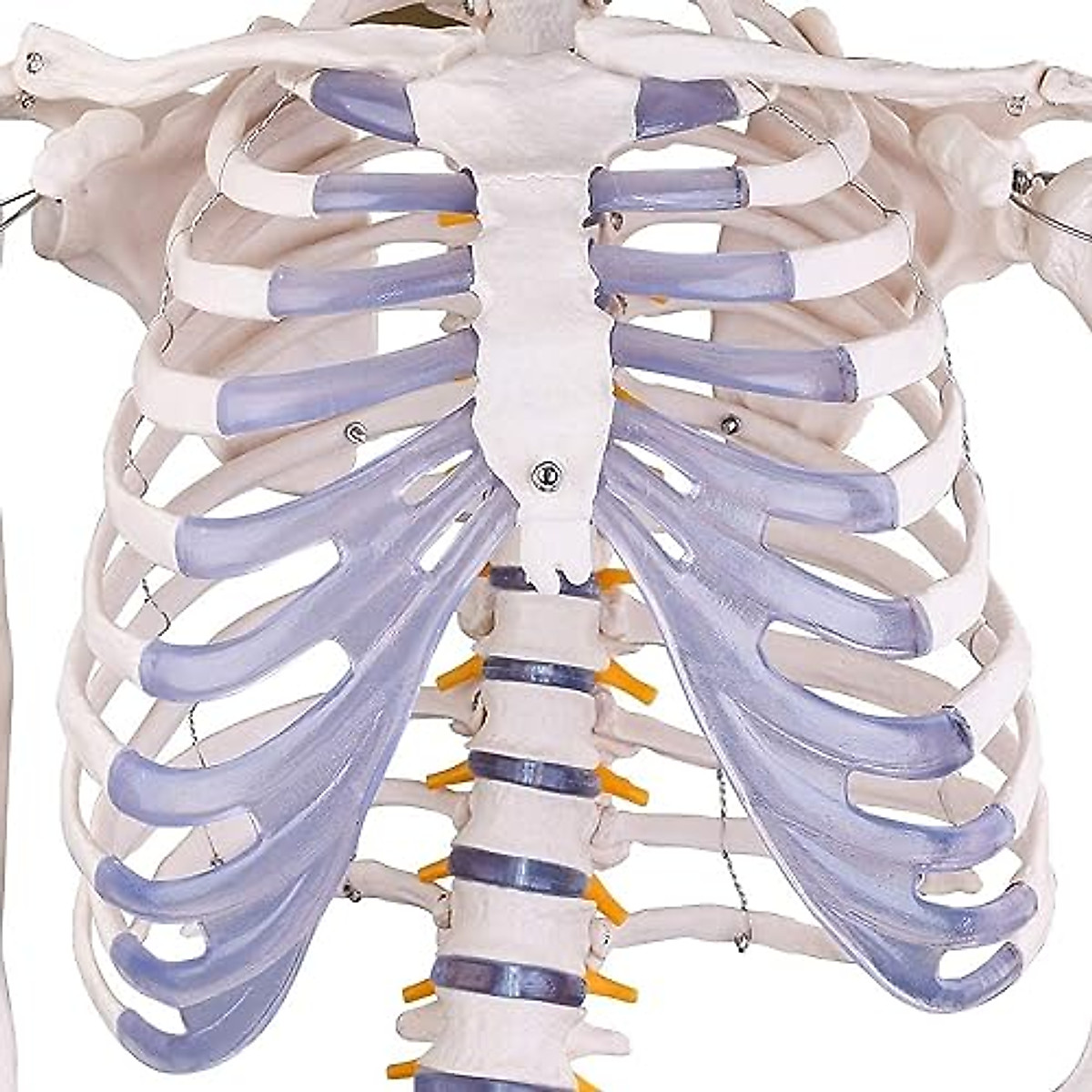 RONTEN Human Skeleton Model for Medical Study, 70.8" Life Size Medical Anatomical Skeleton, Including Adjustable Rolling Stand + Cover + Poster
