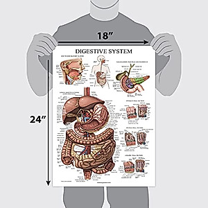 Palace Learning Laminated Digestive System Anatomical Chart - Gastrointestinal Anatomy Poster 18" x 24"