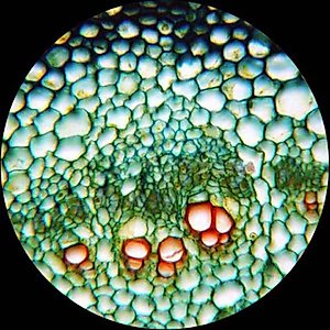 AmScope M162C-2L-PB10-WM-SP14-50P100S 40X-1000X Beginners Microscope Kit for Kids & Students w/Complete Science Accessory Kit + World of The Microscope Book