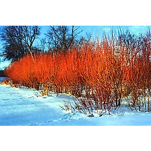 4 Flame Willow Tree Cuttings - Vibrant Orange and Red Bark - Unique Trees to Grow