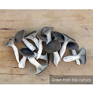 Mushroom Liquid Culture - Black Pearl King (Pleurotus eryngii/ostreatus)