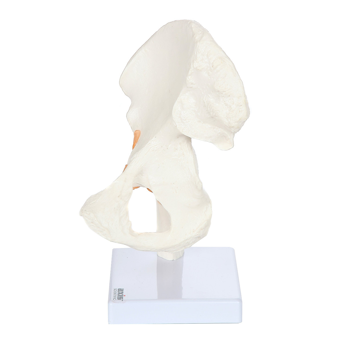 Axis Scientific Life Size Human Hip Bone Anatomy Model – Premium Hip Joint Anatomy Model for Medical Students with Flexible Ligaments and Bony Landmarks – Includes Base, Includes Product Manual