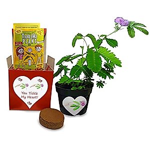 TickleMe Plant Grow Kit - You Tickle My Heart - Share Growing The Only Plant That Closes Its Leaves When Tickled or When Blown a KISS! Includes Soil Disk, Seeds, 4 inch Flower Pot. Easy to Grow.