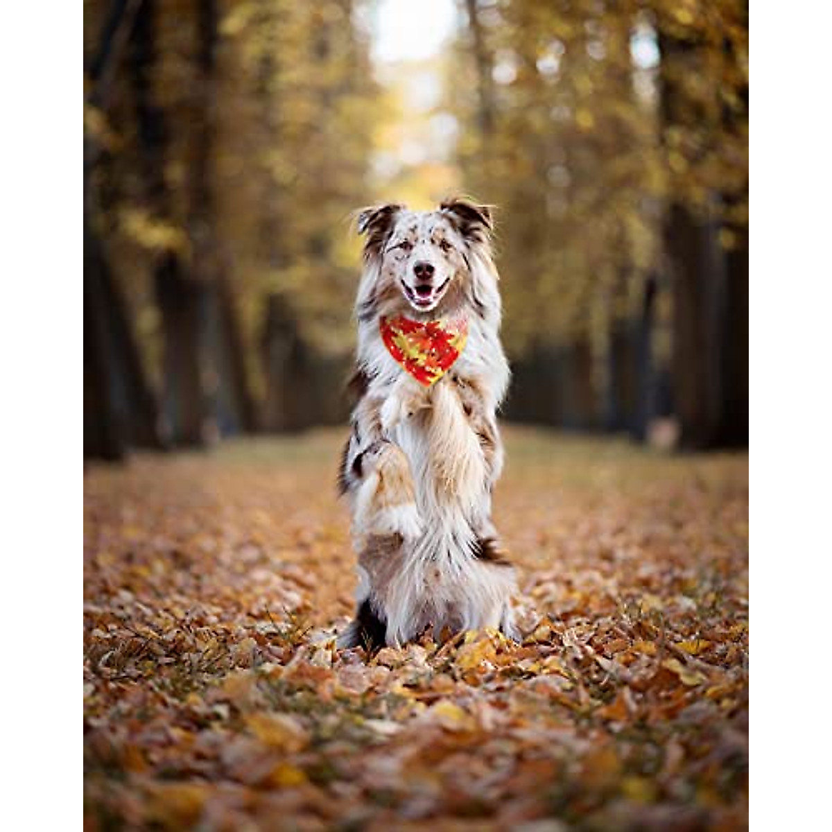 Fall Dog Bandana, Festival Pets Scarf for Thanksgiving Daily Use in Autumn