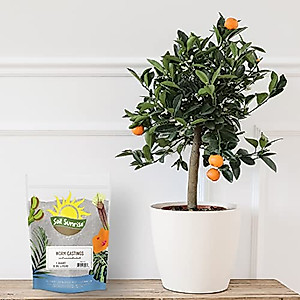 Organic Worm Castings (1 Quart); 1LB All Natural Soil Amendment, Soil Builder, and Fertilizer