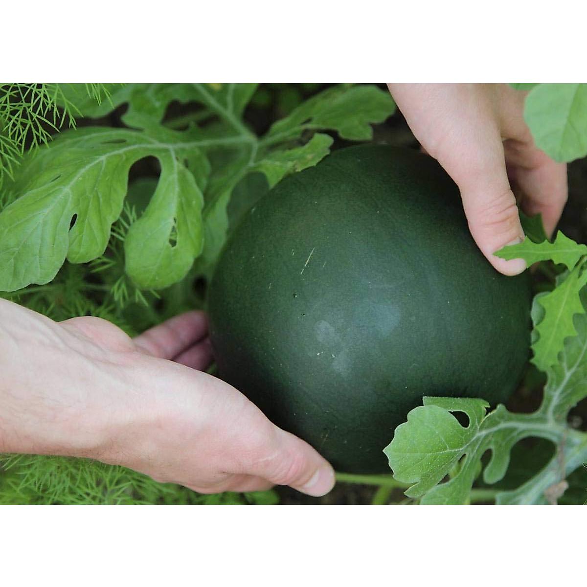 CEMEHA SEEDS Watermelon Black Beauty Early Rare Giant Fruit Heirloom Organic Non-GMO