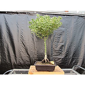 39 Year Old Japanese Butterfly Maple Specimen Bonsai Tree