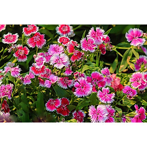 Cheddar Pinks Seeds Pink Dianthus Perennial Flower Ground Cover 100 Seeds