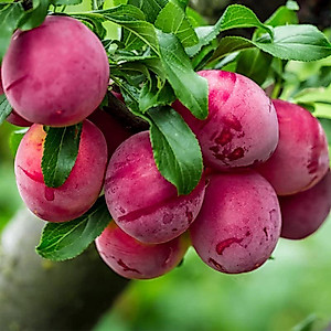 2 Cherry Plum Plants Live 10 to 16 Inc Tall, Red Plum Fruits for Planting Ornaments Perennial Garden