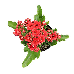 Kalanchoe Live Succulents Plants Live Flowers (3 Pack), Kalanchoe Plant Live Succulent Plants, Kalanchoe Plants Live Indoor Plants Live Houseplants, Fresh Flowers for Delivery Prime by Plants for Pets
