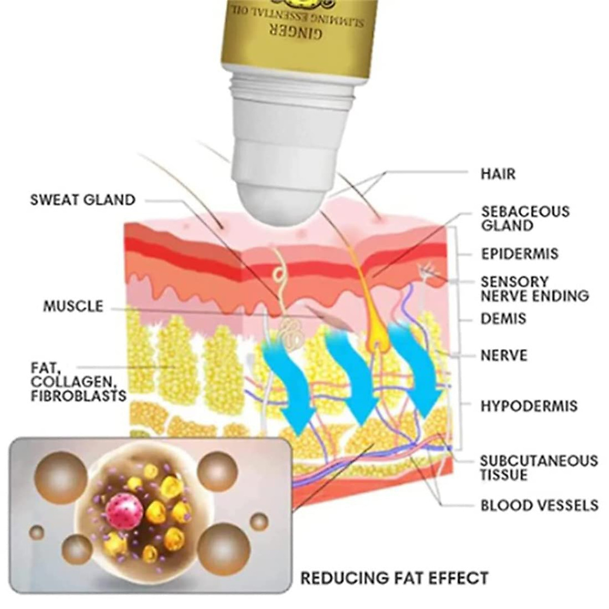 Pacx Gynecomastia Firming Ginger Roller, Gynecomastia Tightening Ginger Cream, Natural Tightening Ginger Cream Make Chest Shape Tough and Strong, Effectively Shrinks Men Chest Tightening (2pc)