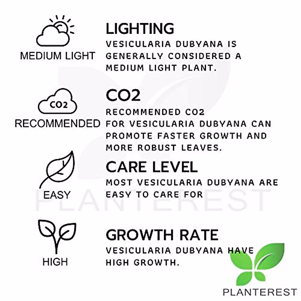 Planterest - Java Moss | Vesicularia Dubyana Freshwater Live Aquarium Plant BUY2GET1FREE