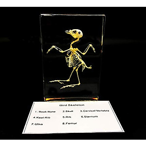 Real Bird Skeleton Specimen in Acrylic Block Paperweights Science Classroom Specimens for Science Education(5.3x3.5x1 inch)
