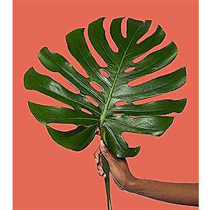 Poo-Pourri Before You Go Toilet Spray Tropical Hibiscus 1.4 Ounce Bottle, 2 Pack