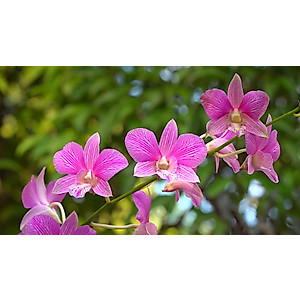 Nature DVD -Tropical Gardens and Orchids and Butterflies - with Music and Nature Sounds 2016