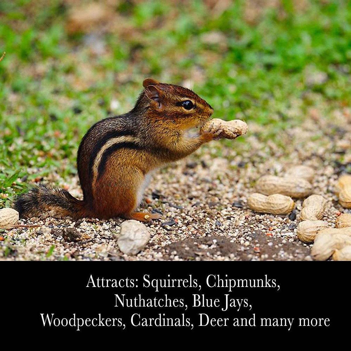 Desert Valley in-Shell Peanuts, All Natural Premium Wild Bird and Wildlife Food for Squirrels, Chipmunks, Cardinals, Jays, Woodpeckers and More (10 Pounds)