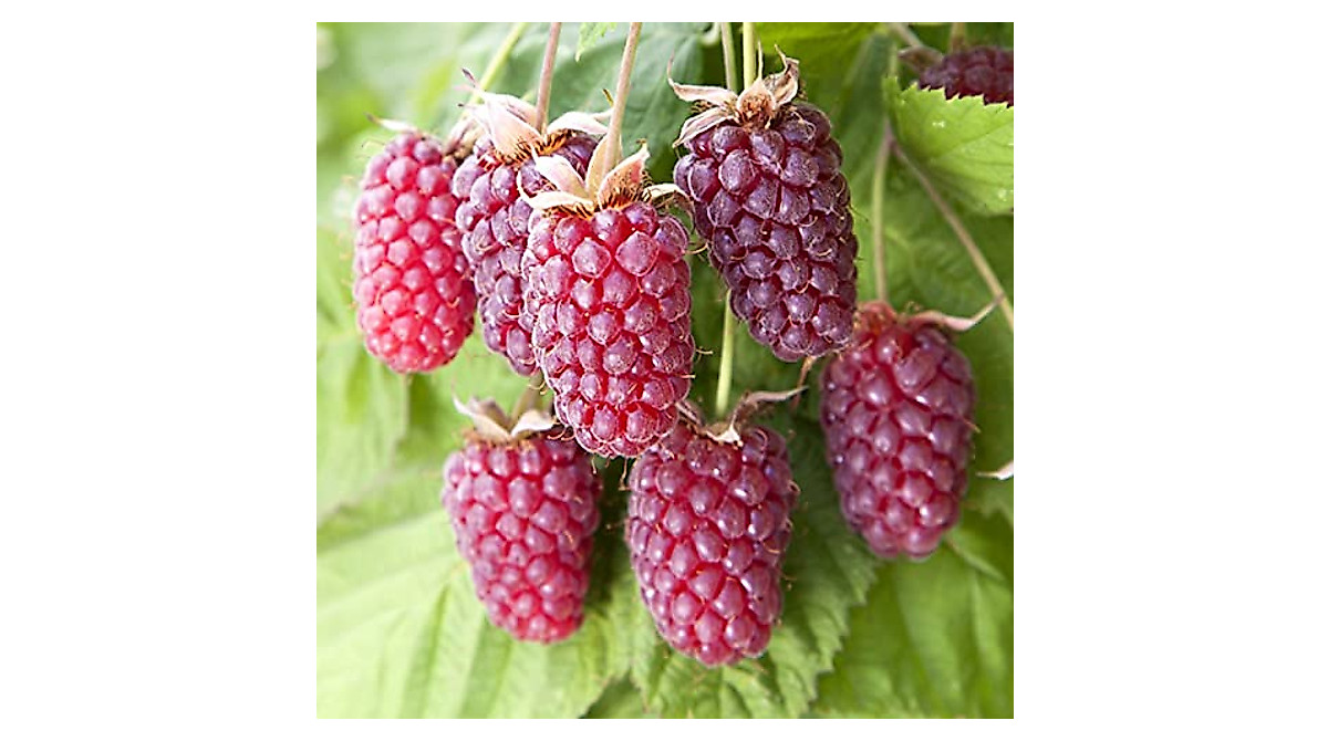 Yunaksea Loganberry Plant - Easy-to-Grow Berry for Gardens & Pots