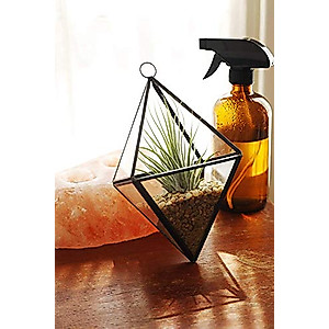 Shop Succulents | Good Juju Tropical Tillandsia Air Plant Kit, Hand Selected Variety Pack | Collection of 4