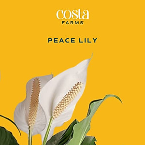 Costa Farms Peace Lily Plant, Live Indoor House Plant with White Flowers, Room Air Purifier in Premium Decor Planter, Potting Soil Mix, Anniversary, Housewarming Gift, Home Decor, 15-Inches Tall