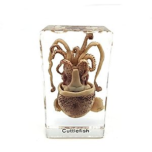 Squid Cuttlefish Specimen in Acrylic Block Paperweights Science Classroom Specimens for Science Education（2.9x1.6x1 inch）