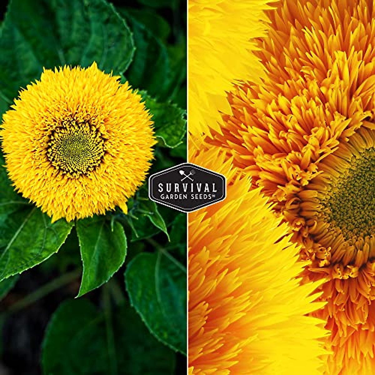 Survival Garden Seeds - Dwarf Sungold Sunflower Seed for Planting - Packet with Instructions to Plant and Grow Pom-Pom Teddy Bear Flowers in Your Home Vegetable Garden - Non-GMO Heirloom Variety