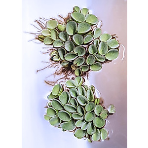 50+ Leaves Asian Watermoss (Salvinia cucullata) Live Aquarium Plant - Floating Aquatic Plant for Natural Fish Tank Decor and Oxygenation - Easy Care Aquatic Plants for Your Tank