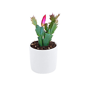 Christmas Cactus Thanksgiving Cactus (4-inch Plastic Pot) - Cactus Plants Live, Hand Selected, Rare Varieties for Gift or Home Decoration - Unique Collection of Live Cactus, Succulents, Indoor Plants